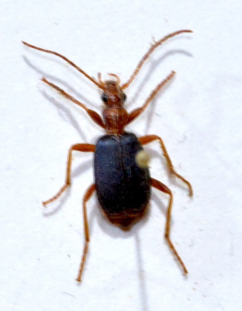 Brachinus ssp. – BugMania