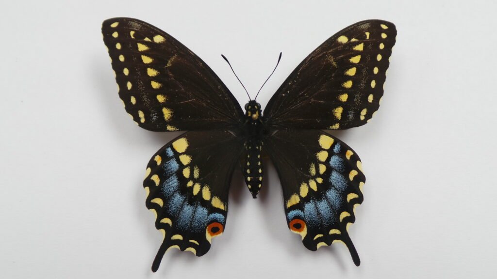 Papilio polyxenes (Female) – BugMania