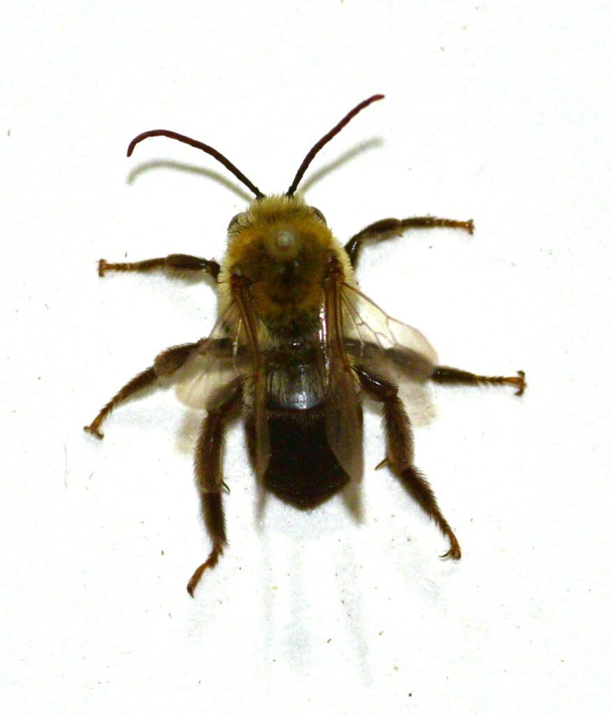 Melissodes ssp. – BugMania