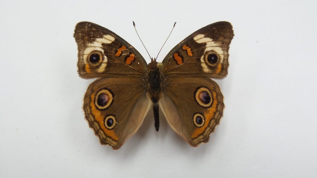 Junonia coenia – BugMania